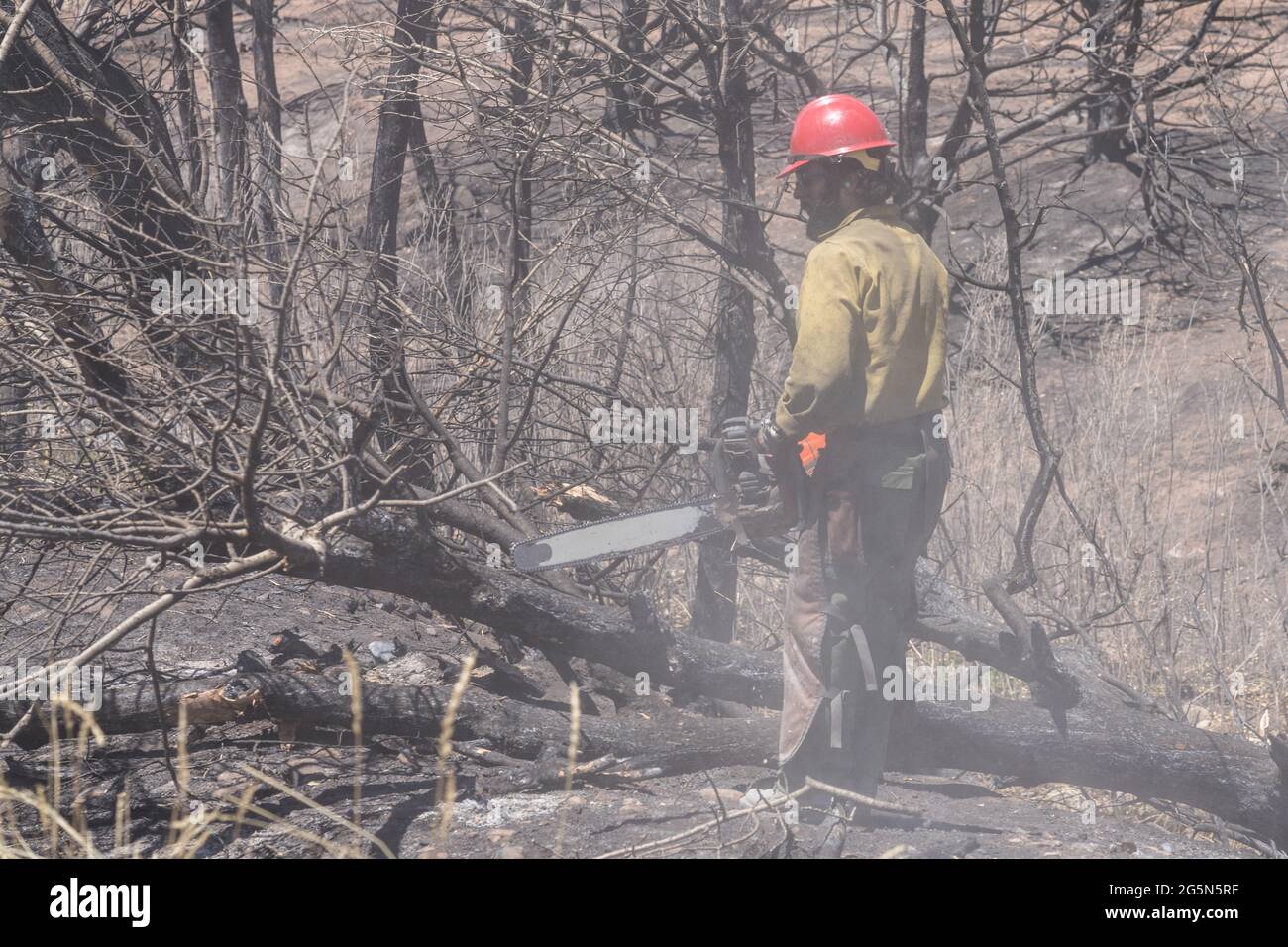 A sawyer on a hotshot firefighting crew limbs a tree damaged in a ...