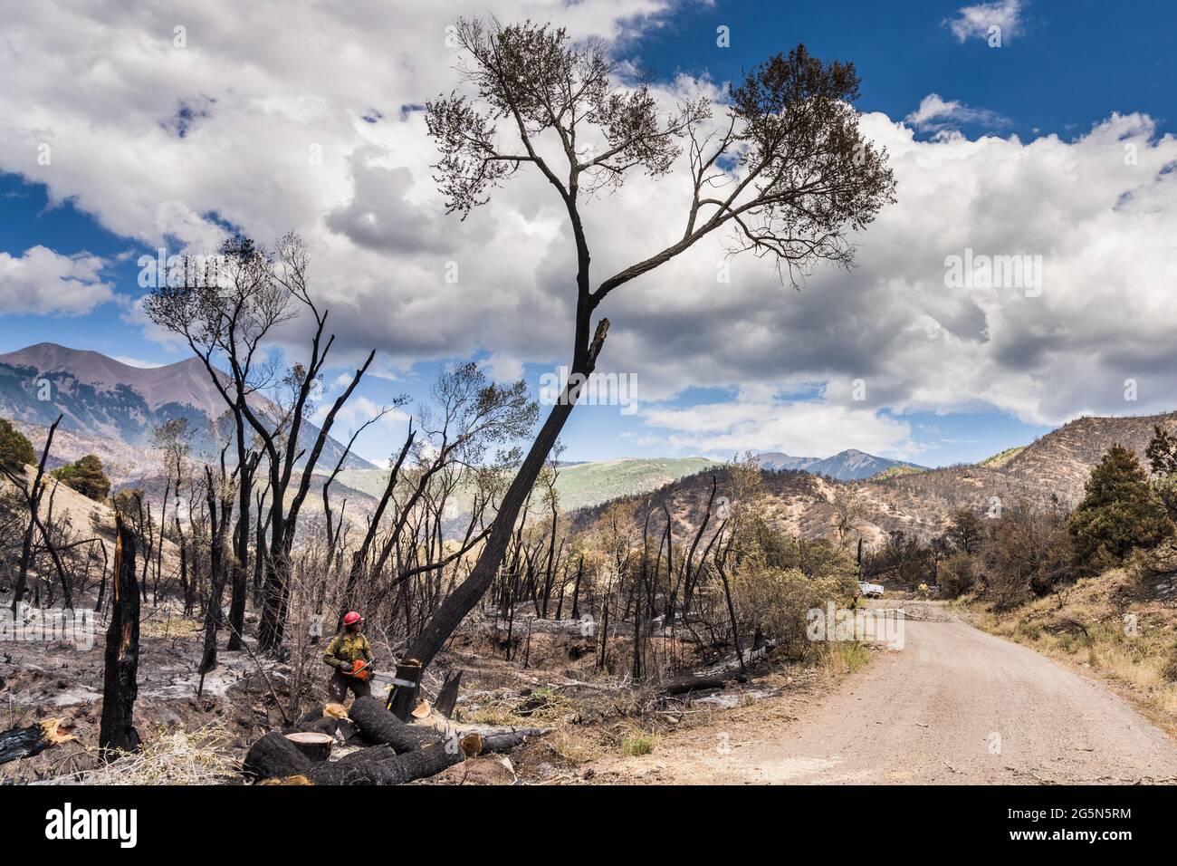 A sawyer on a hotshot firefighting crew cuts down a tree damaged in a ...