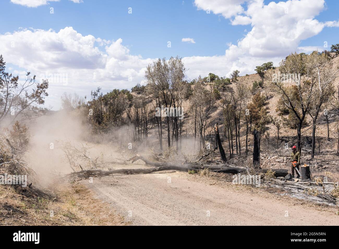 A sawyer on a hotshot firefighting crew cuts down a tree damaged in a ...