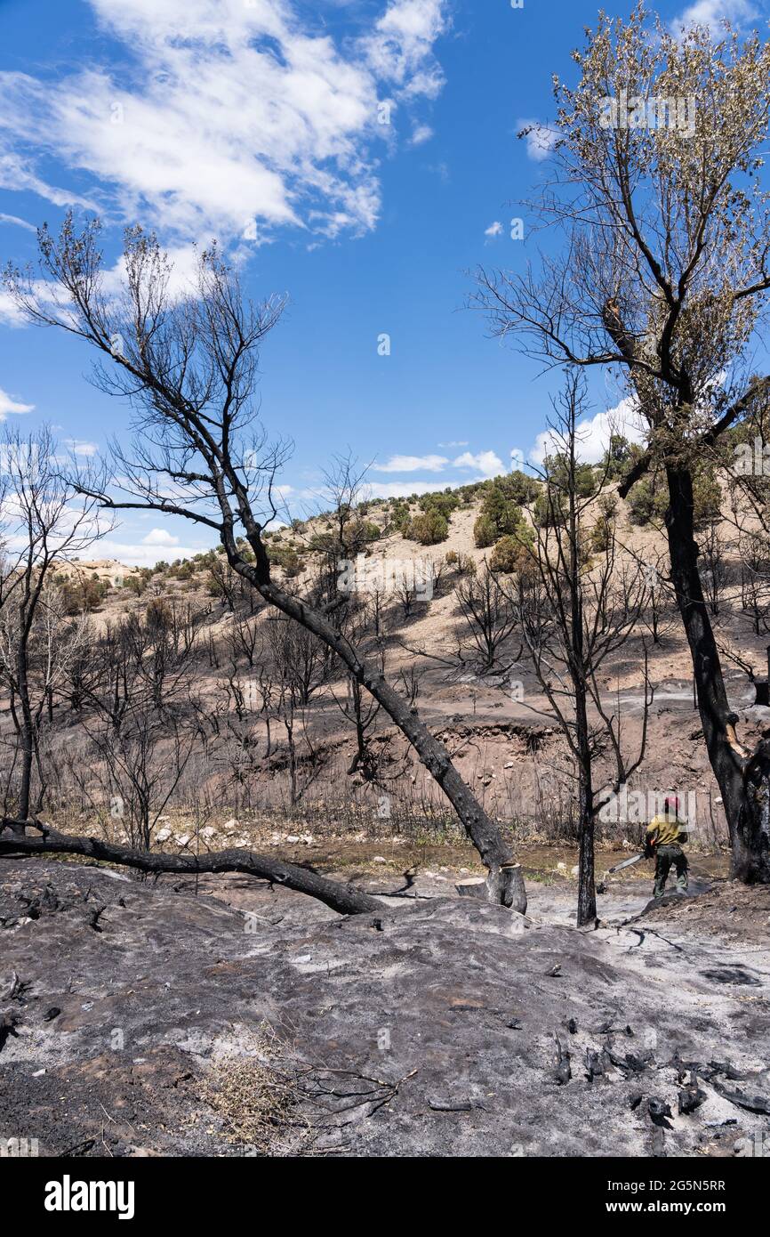 A sawyer on a hotshot firefighting crew cuts down a tree damaged in a ...