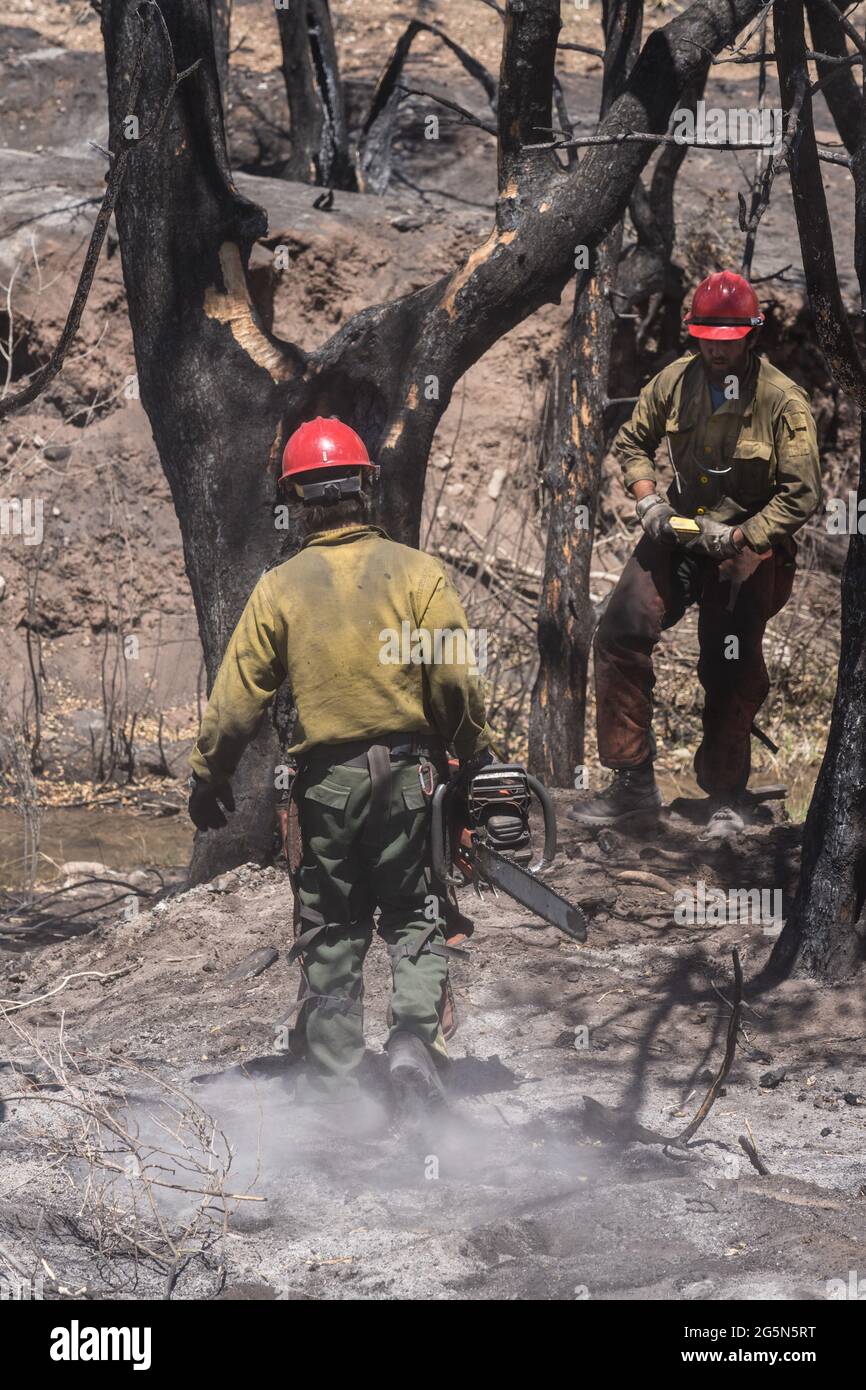 A sawyer on a hotshot firefighting crew walks through the ash of a ...