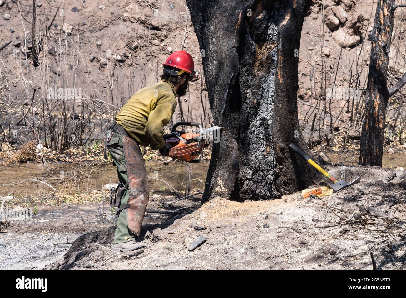 A sawyer on a hotshot firefighting crew cuts down a tree damaged in a ...