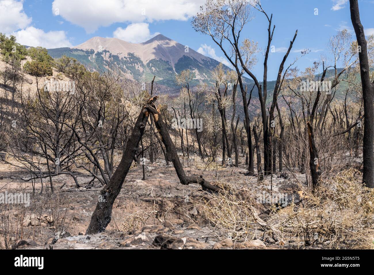 Burned cottonwood trees along Pack Creek near the ignition point of a ...
