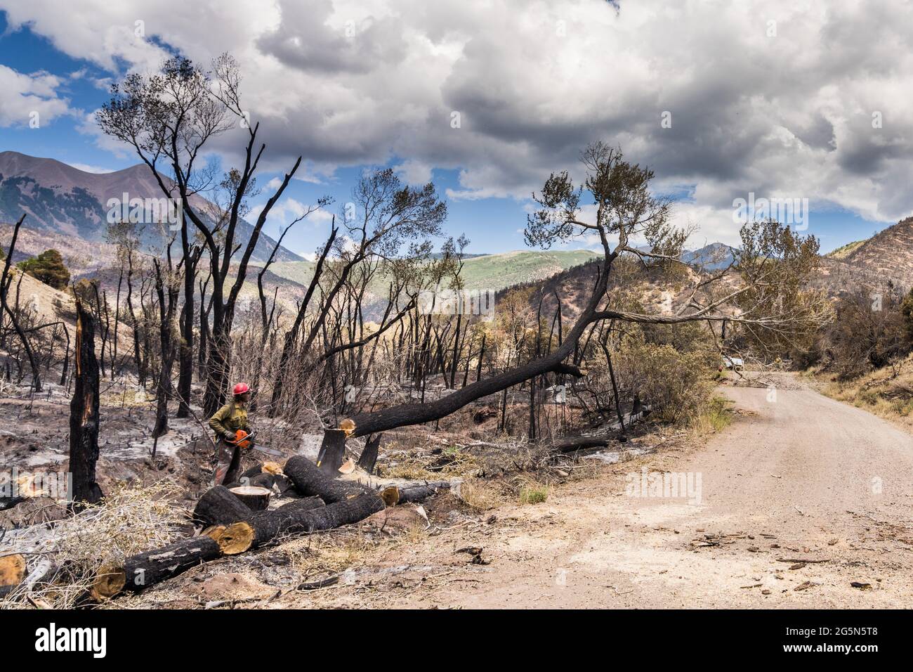 A sawyer on a hotshot firefighting crew cuts down a tree damaged in a ...