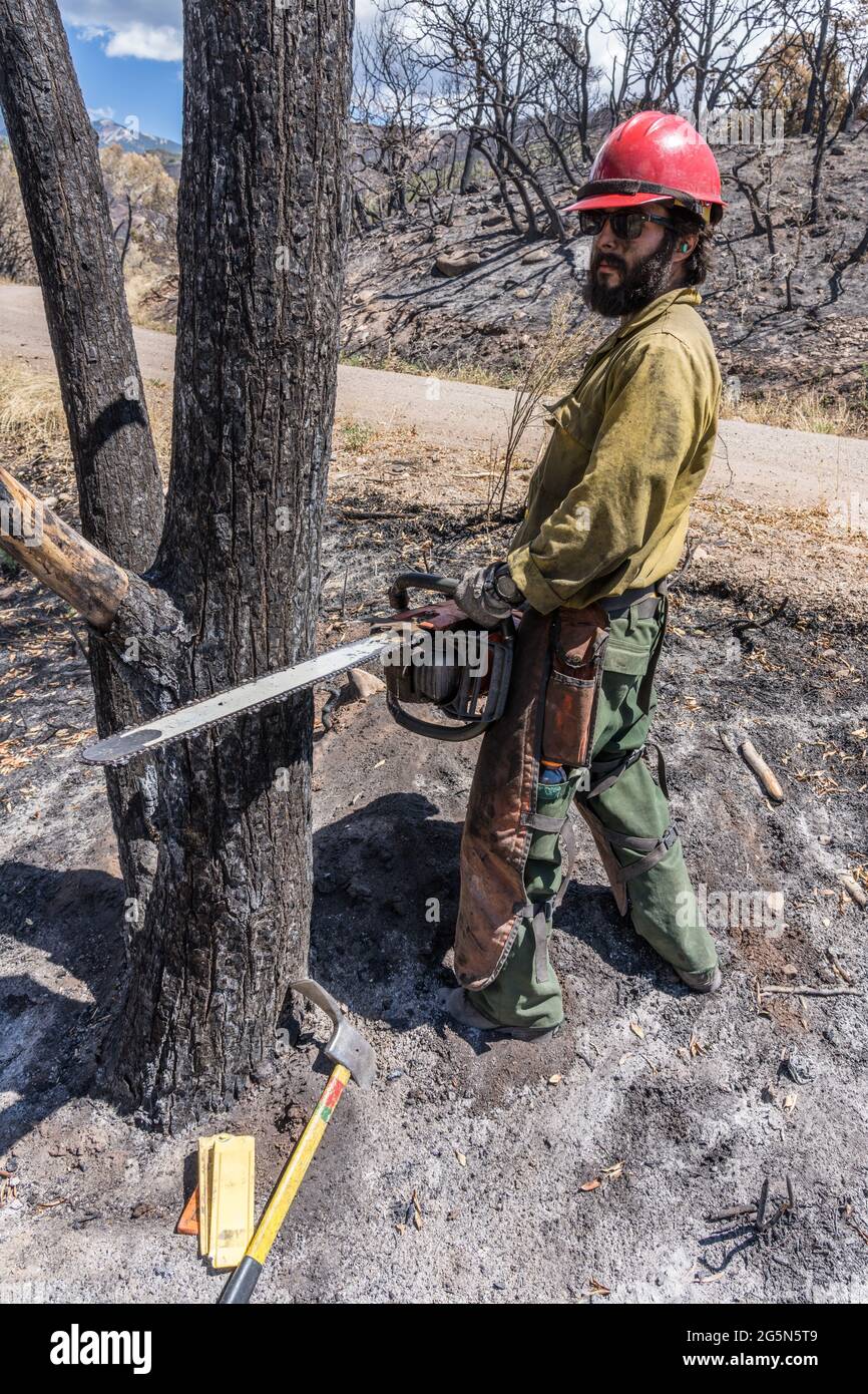 A sawyer on a hotshot firefighting crew cuts down a tree damaged in a ...