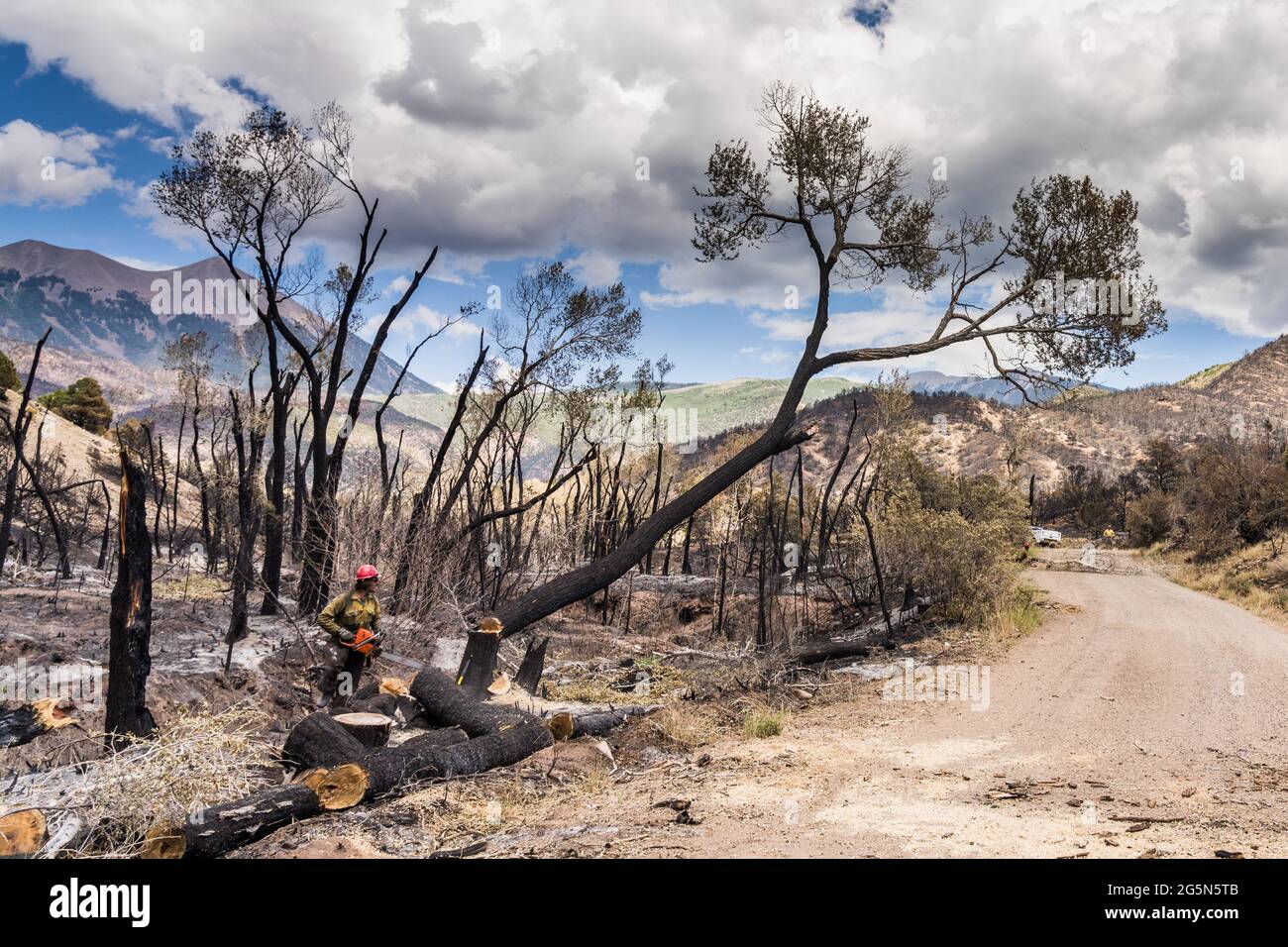 A sawyer on a hotshot firefighting crew cuts down a tree damaged in a ...