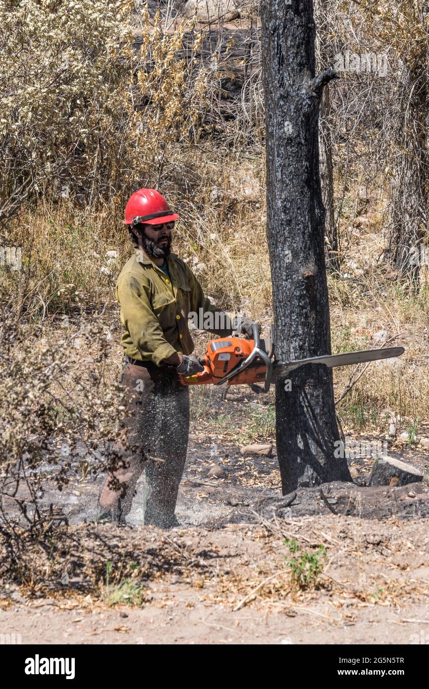 A sawyer on a hotshot firefighting crew cuts down a tree damaged in a ...