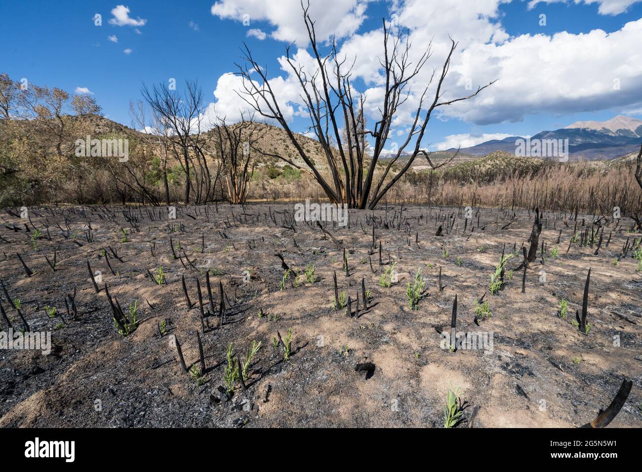 New growth after the Pack Creek Fire burned this area two weeks earlier ...