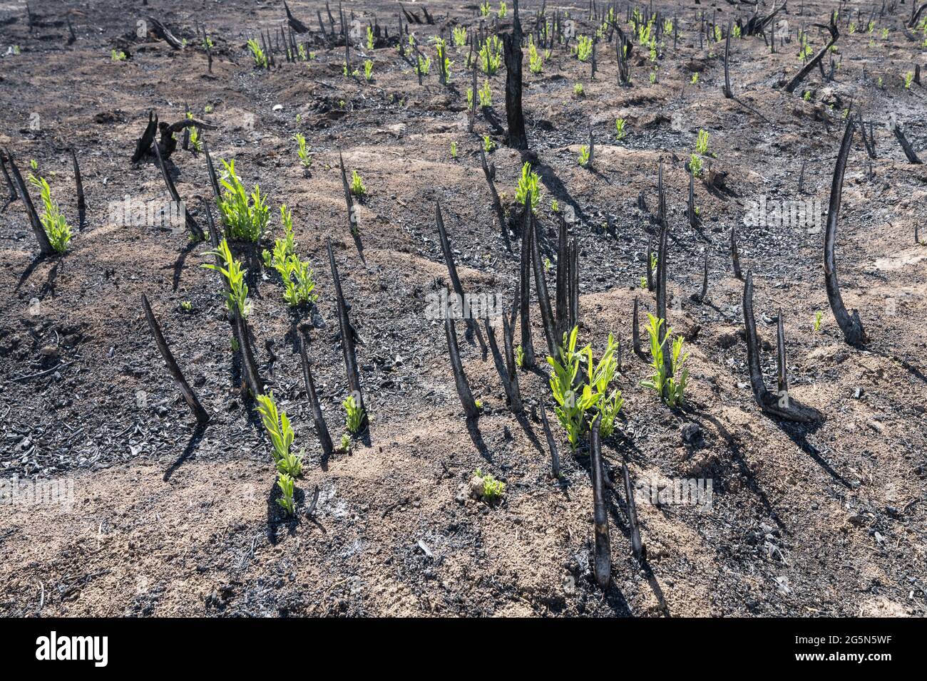 Two ash trees hi-res stock photography and images - Alamy
