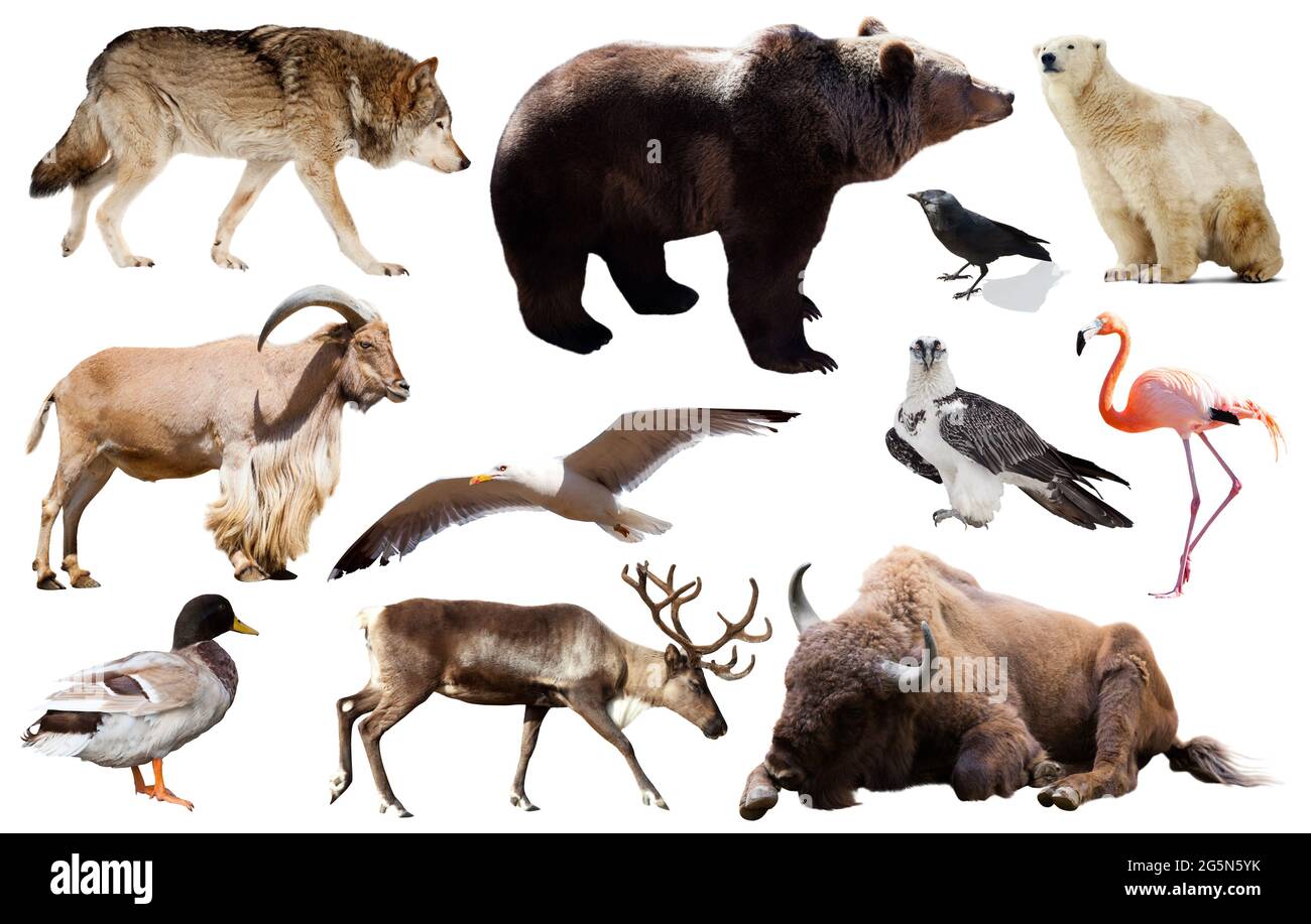 Polar bear wolf deer Cut Out Stock Images & Pictures - Alamy