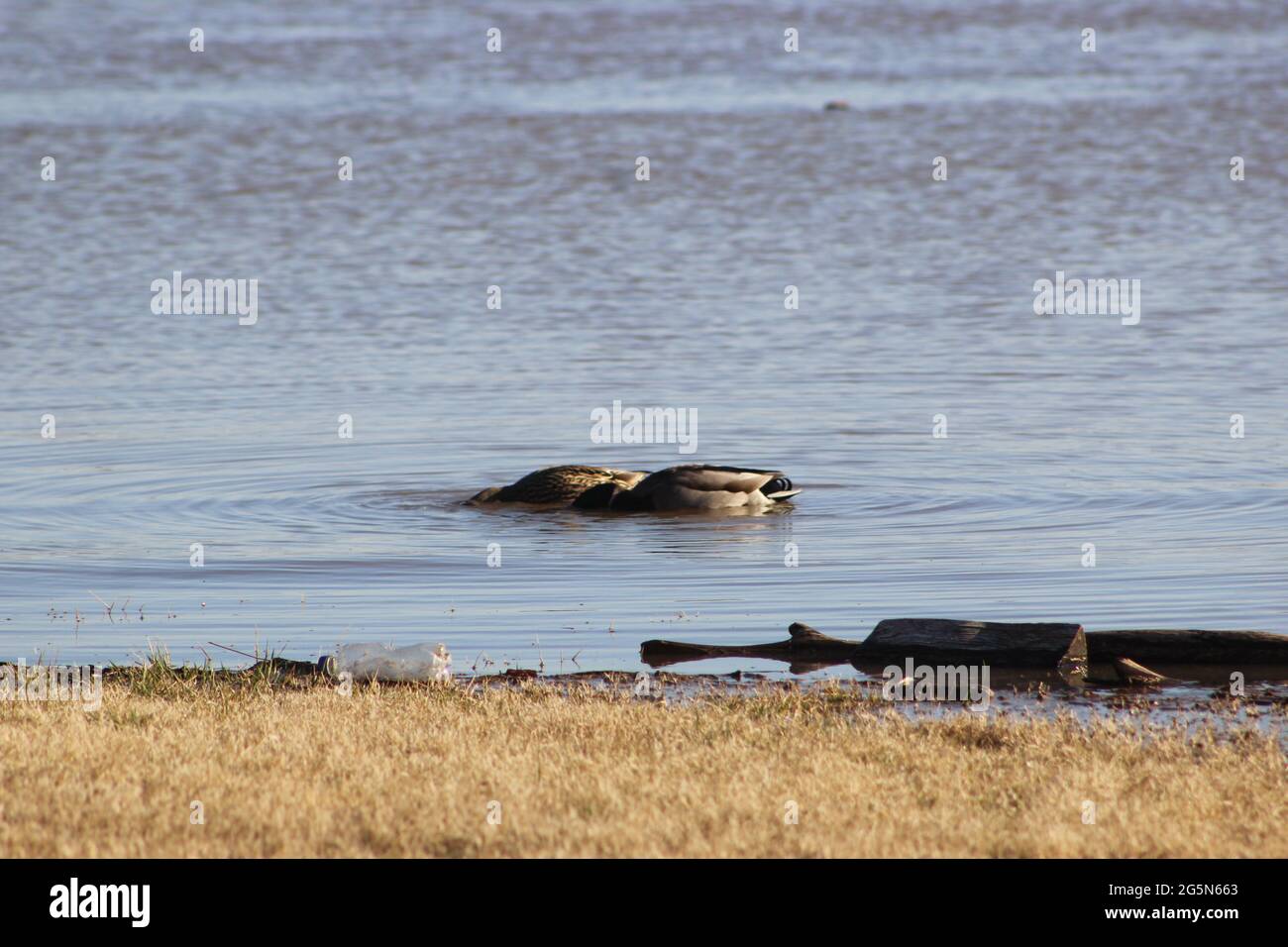 Fish eating ducks hi-res stock photography and images - Alamy