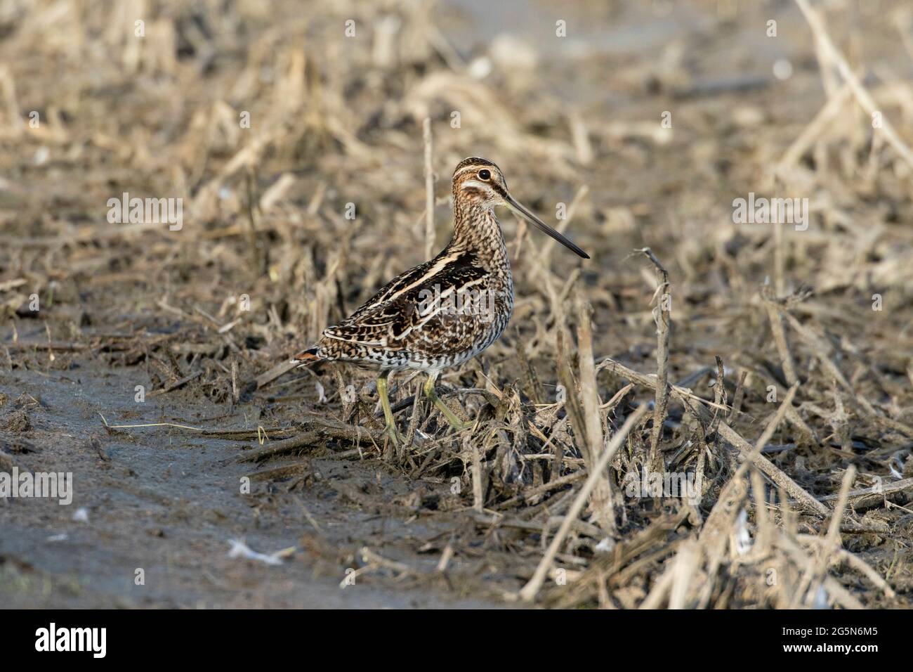A Common Snipe, Gallinago gallinago, poses along a wetland edge at the ...