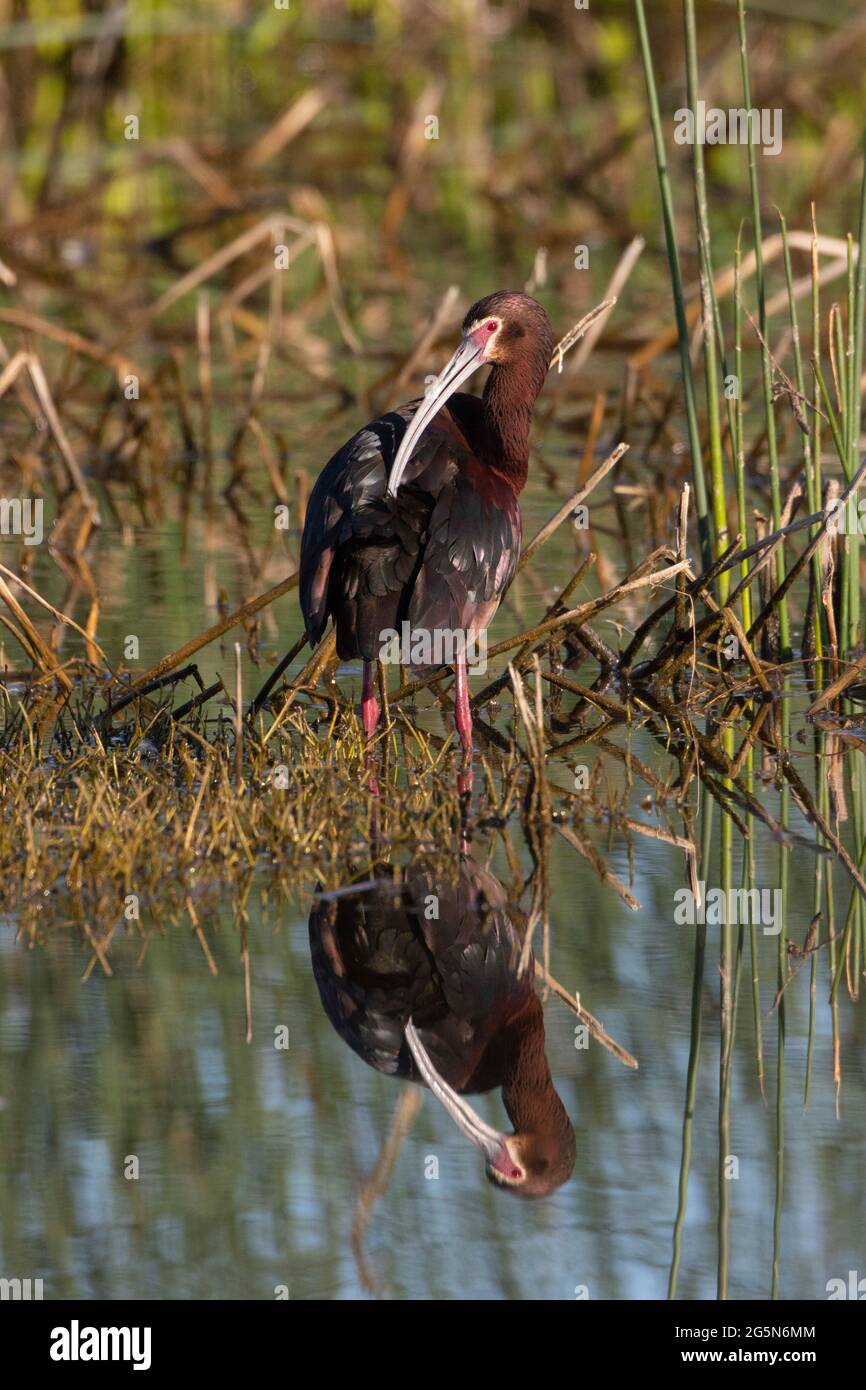 Managed colors hi-res stock photography and images - Alamy