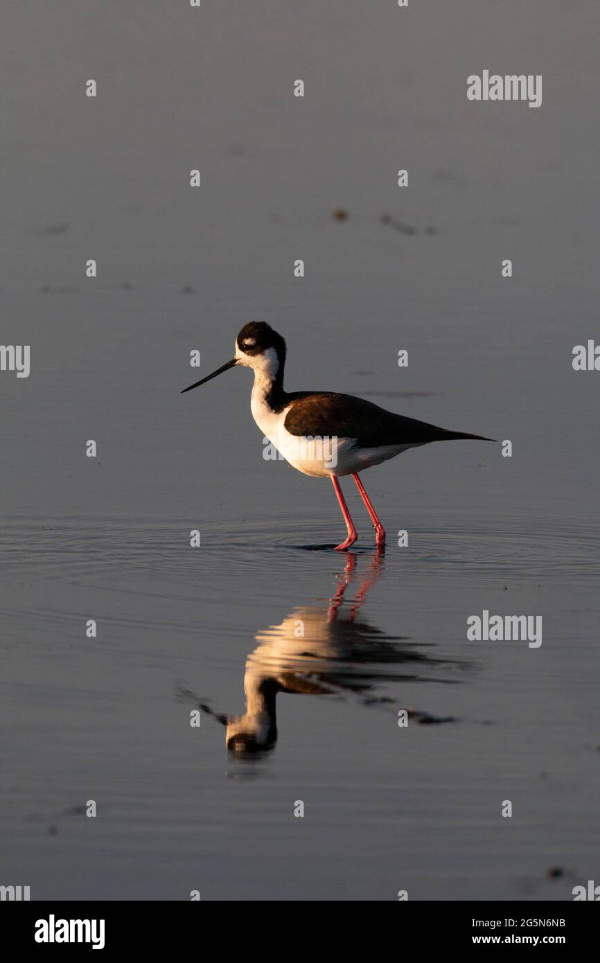 Black legged stilt hi-res stock photography and images - Alamy