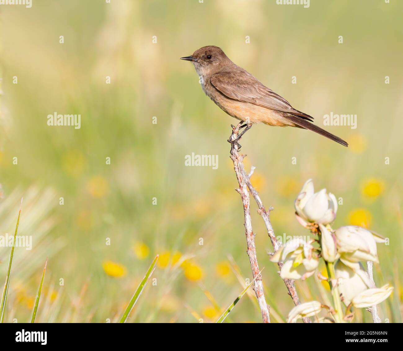 Phoebe brown hi-res stock photography and images - Alamy