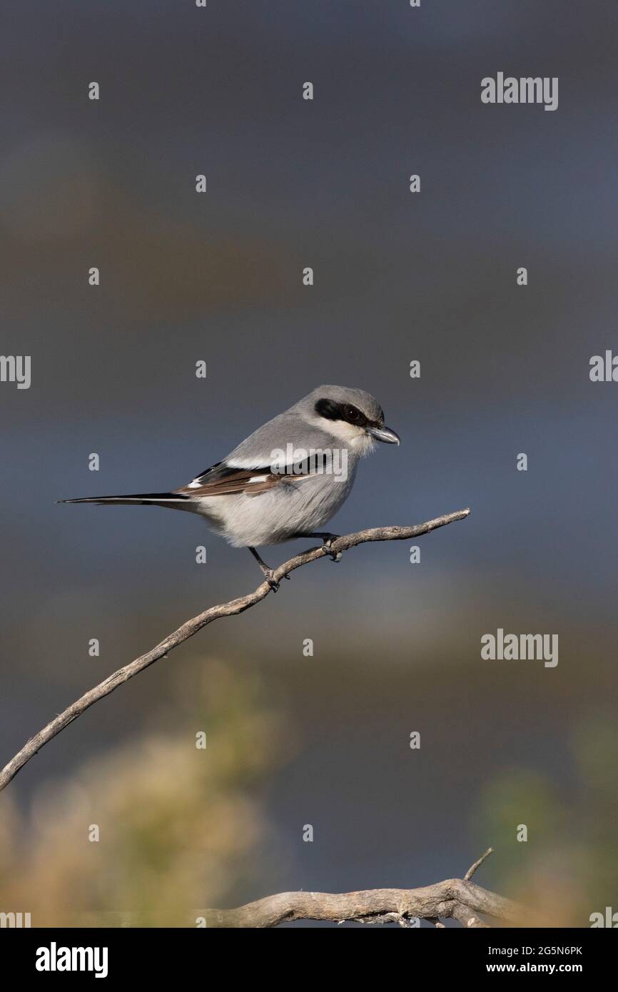 An adult Loggerhead Shrike, Lanius ludovicianus, on the lookout for ...