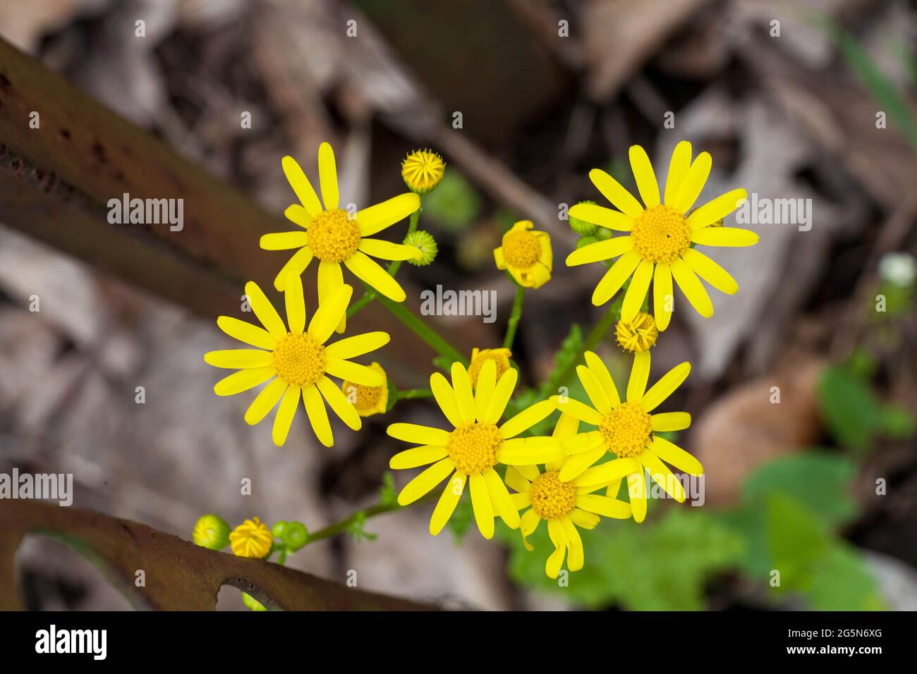 yellow wildflowers blooming in early spring in the forest. Spring ...