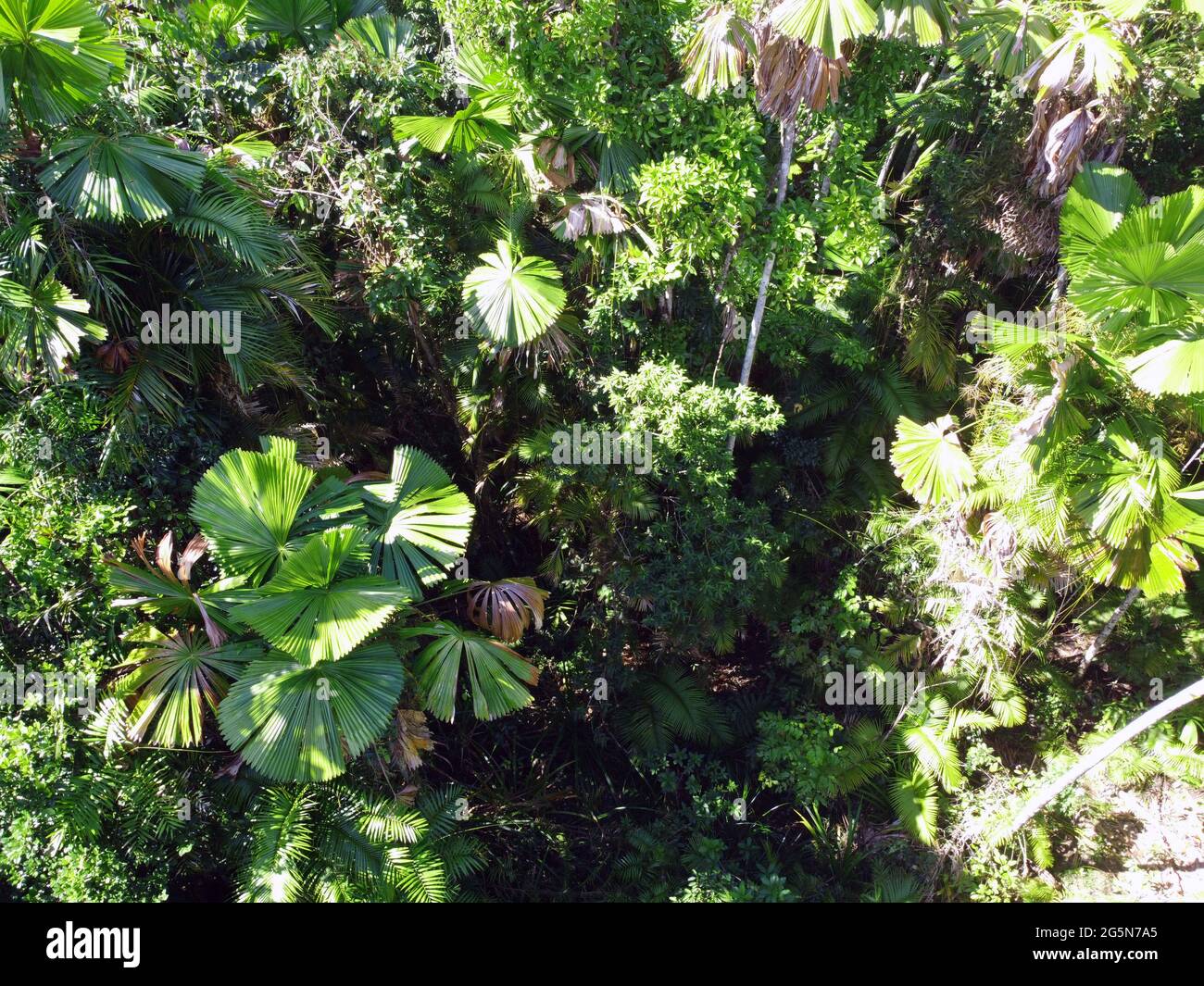 Aerial view of fan palm canopy, Licuala, Djiru National Park, Mission ...