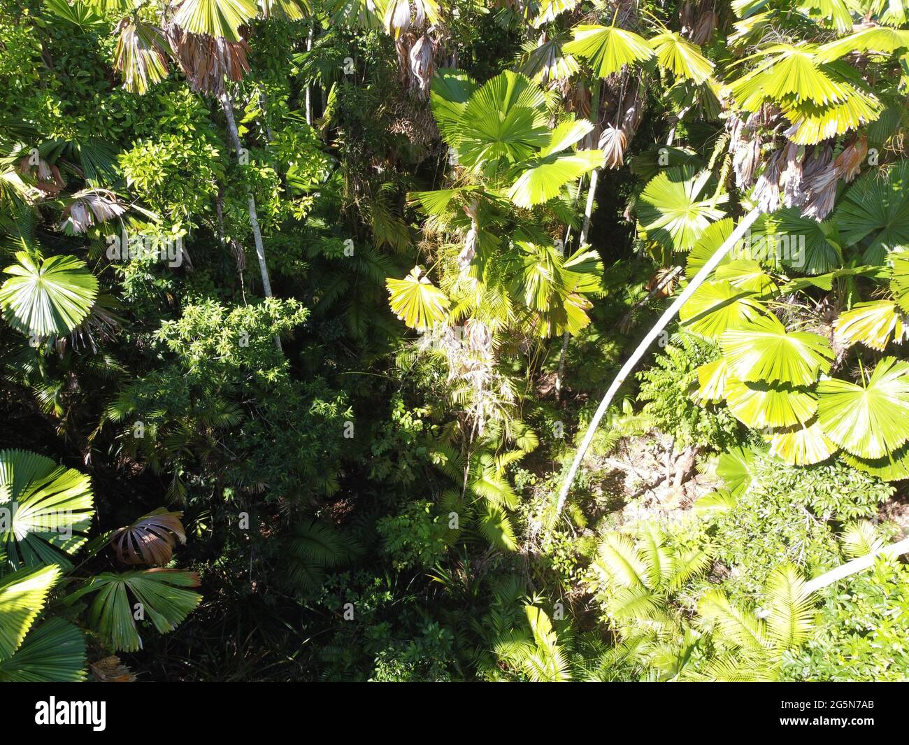 Aerial view of fan palm canopy, Licuala, Djiru National Park, Mission ...