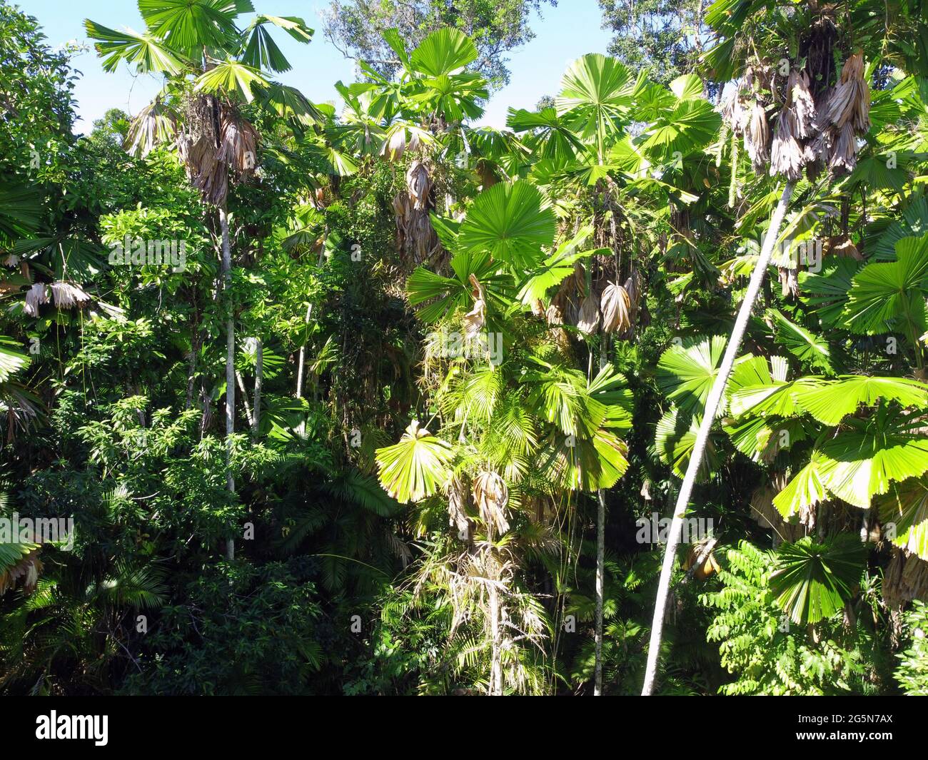 Canopy-level view of fan palm forest, Licuala, Djiru National Park ...