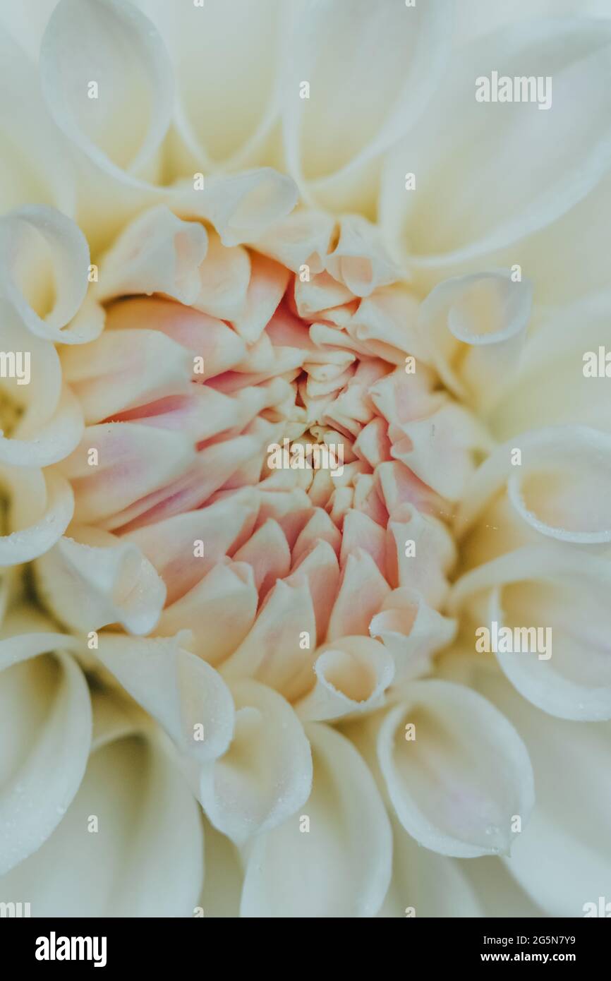 Dahlia imperialis hi-res stock photography and images - Alamy