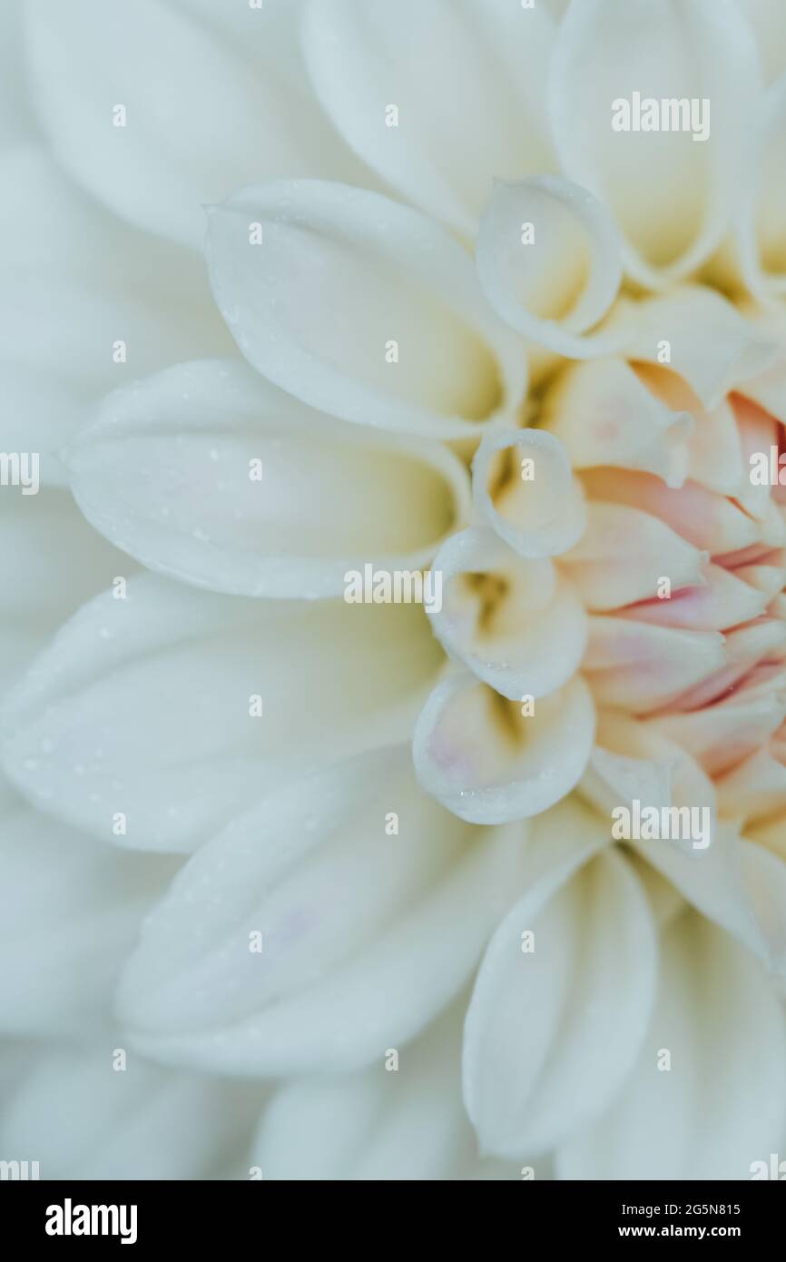 Dahlia imperialis hi-res stock photography and images - Alamy