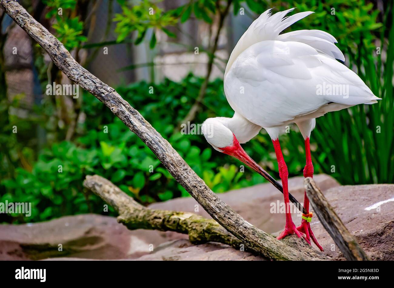 White ibis and mississippi hi-res stock photography and images - Alamy