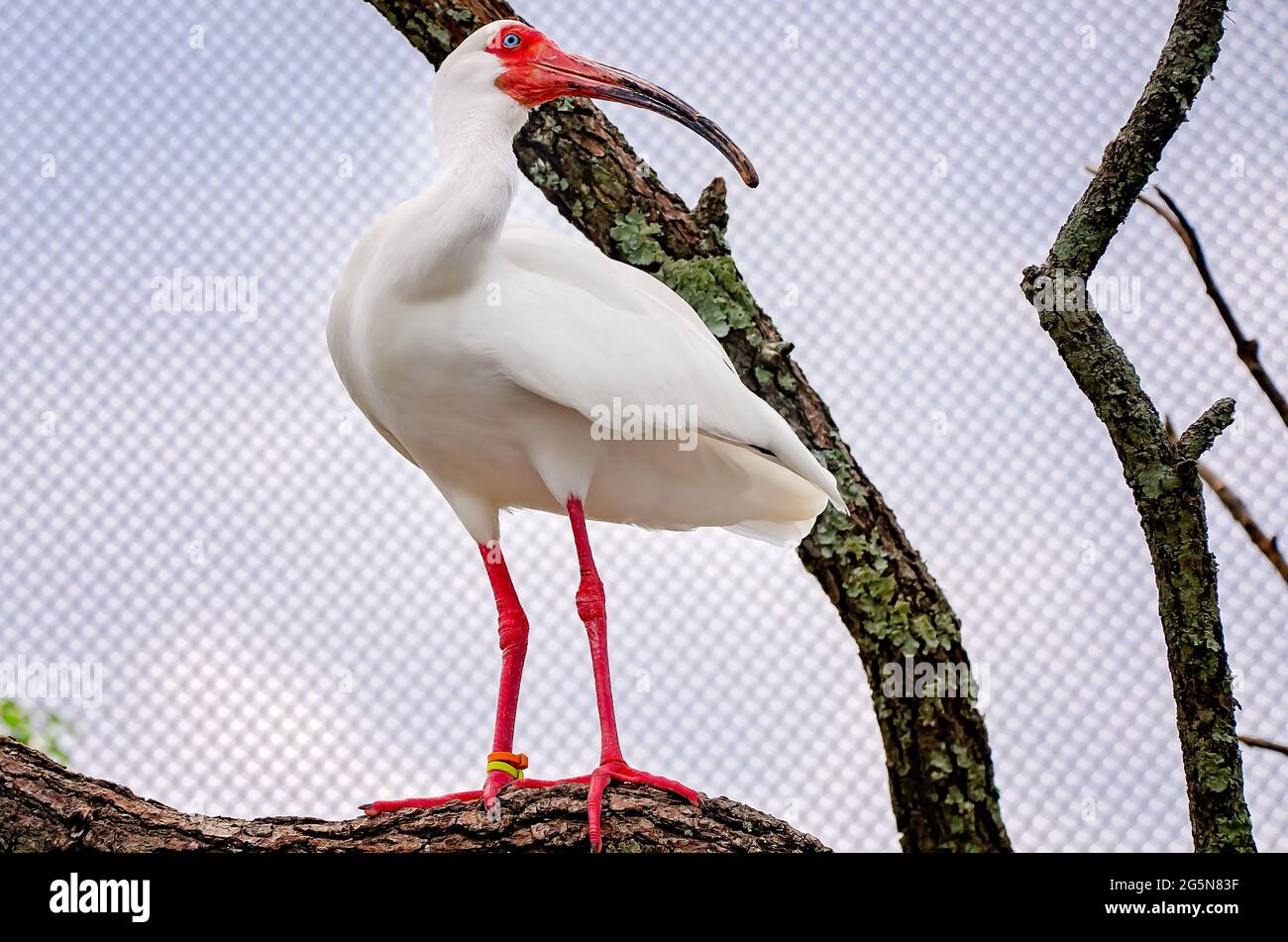 American white ibis hi-res stock photography and images - Alamy