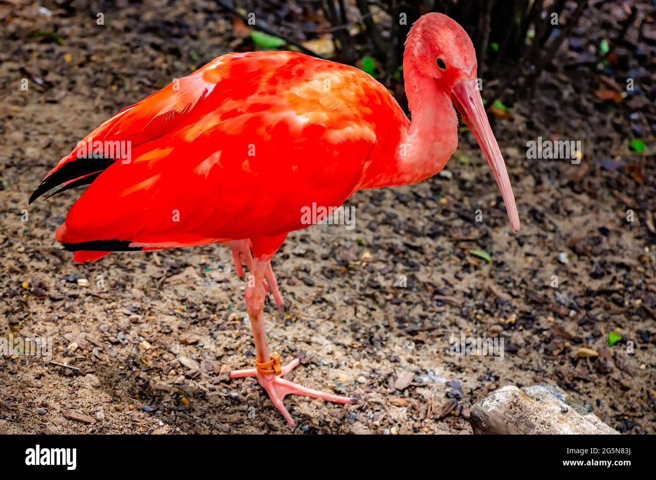 A scarlet ibis is pictured in the aviary at Mississippi Aquarium, June ...