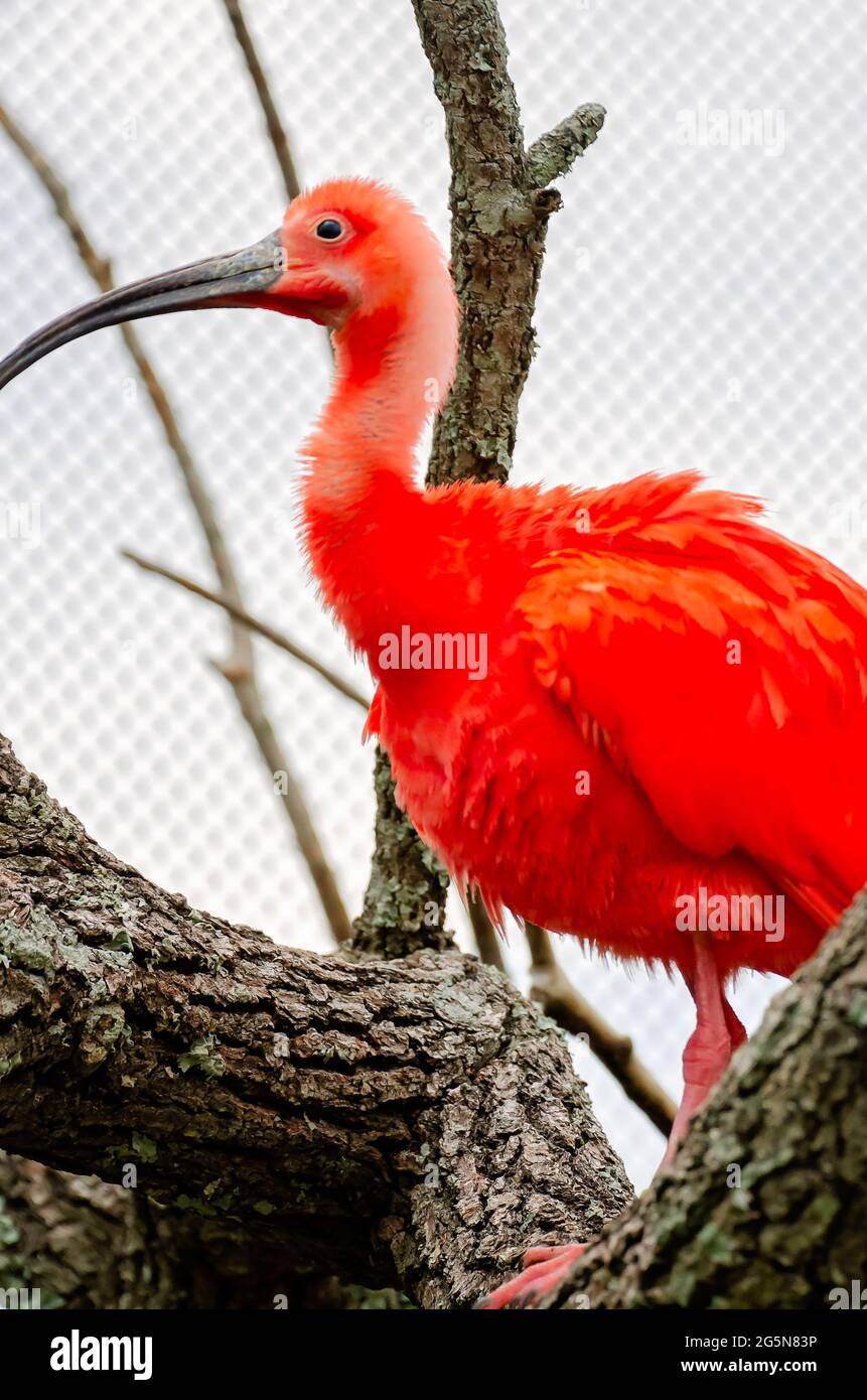 Mississippi aquarium aviary hi-res stock photography and images - Alamy