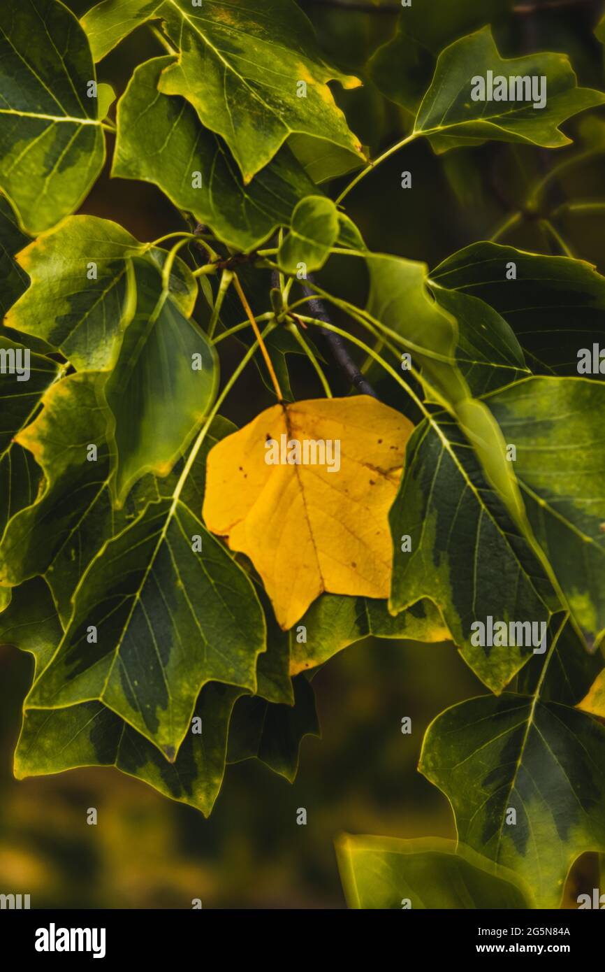 Autumn, Fall leaves in the botanical gardens, Tasmania, Australia Stock ...