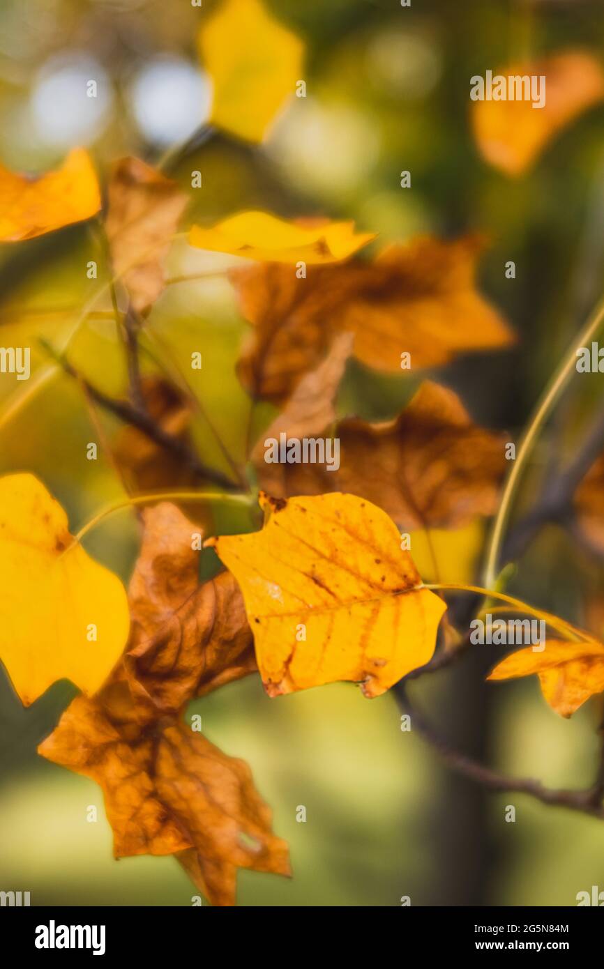 Autumn, Fall leaves in the botanical gardens, Tasmania, Australia Stock ...