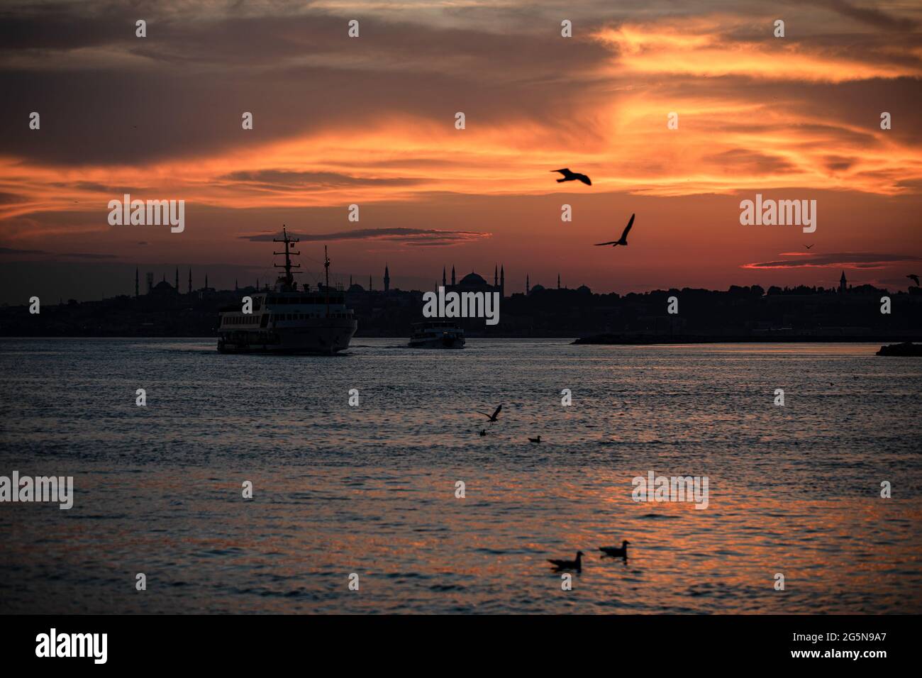 Seagulls are seen on the surface of the sea with a reflection of the ...