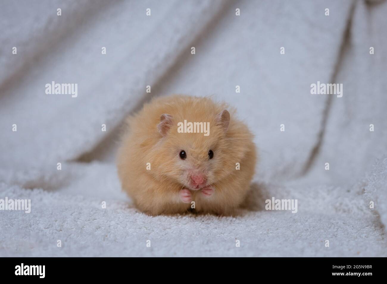a beige fluffy hamster sits on a background of white draped fabric ...