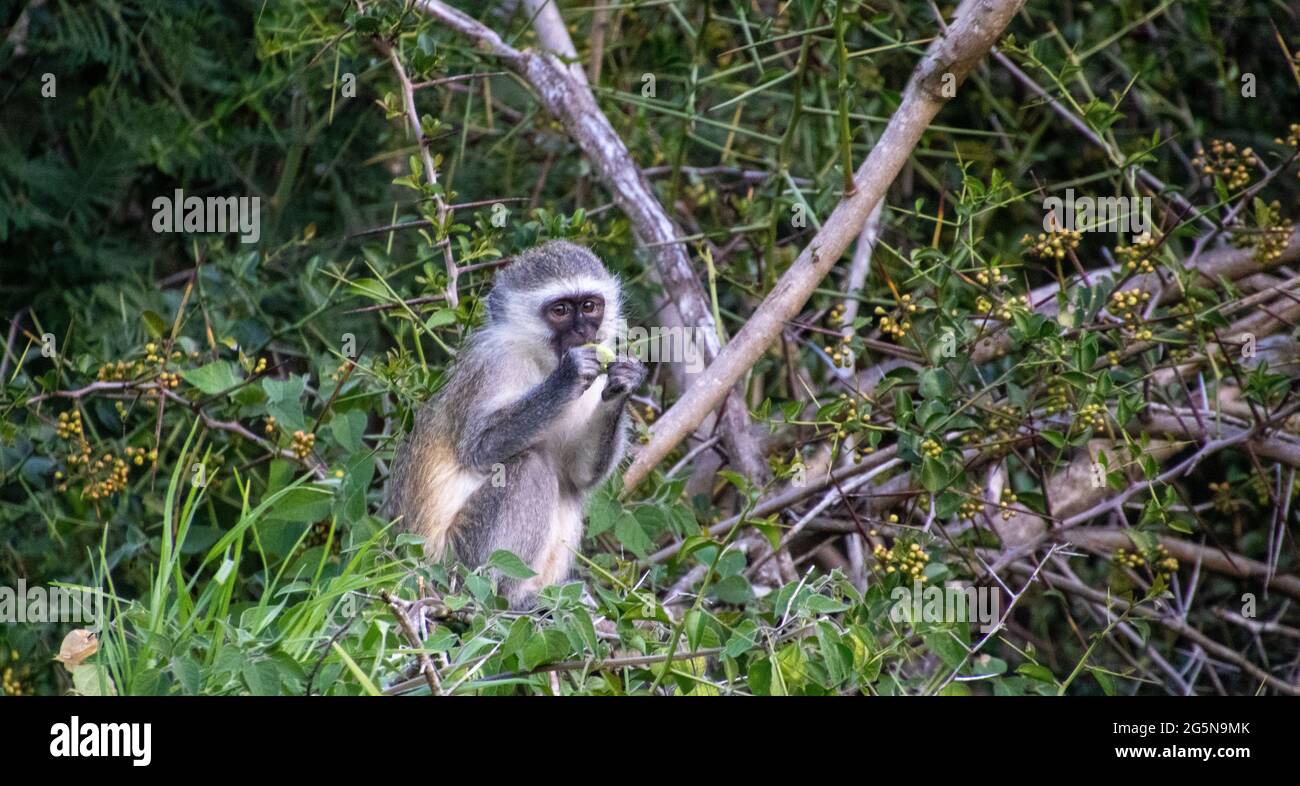 Monkey eats fruit on road hi-res stock photography and images - Alamy