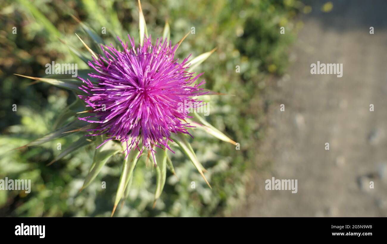 Delicate thistle plants hi-res stock photography and images - Alamy