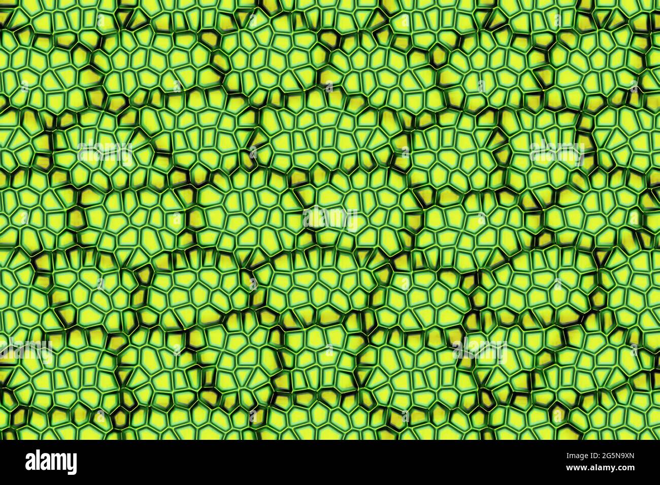 Closeup of a detailed plant cell texture wallpaper Stock Photo - Alamy