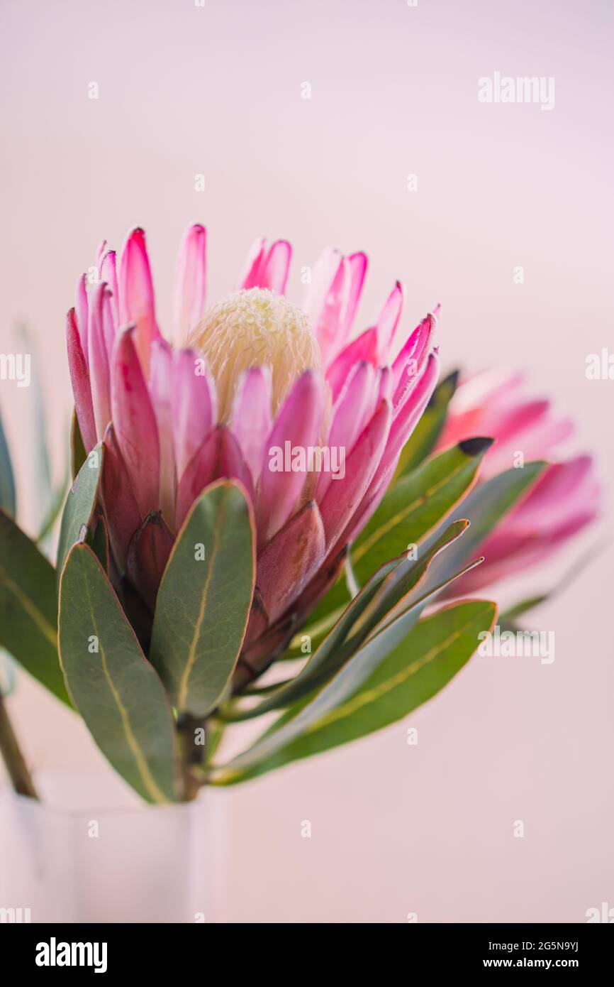 Single Pink Protea, isolated flowerhead, isolated object with white ...
