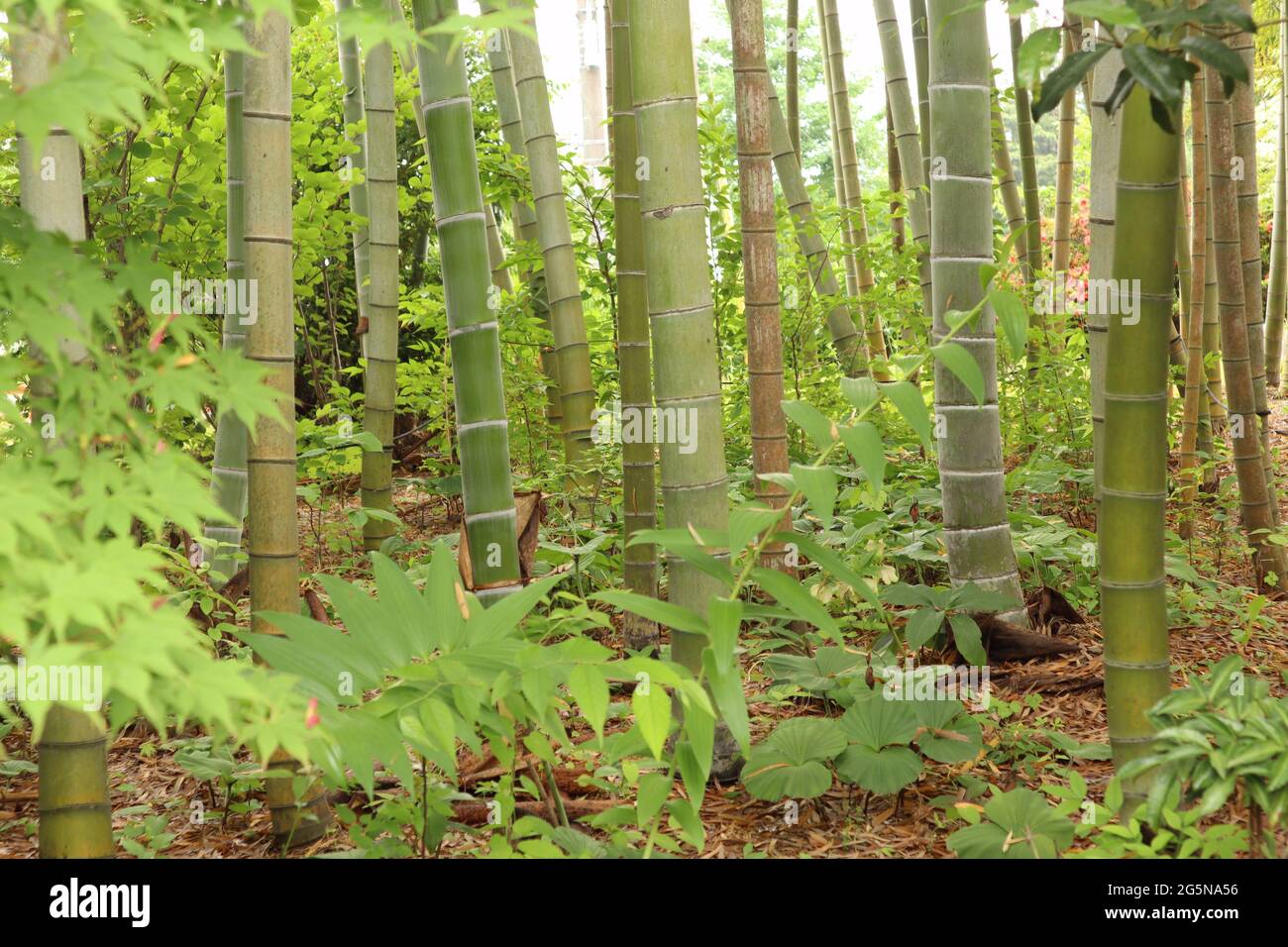 Beautiful japanese bamboo forest hi-res stock photography and images ...