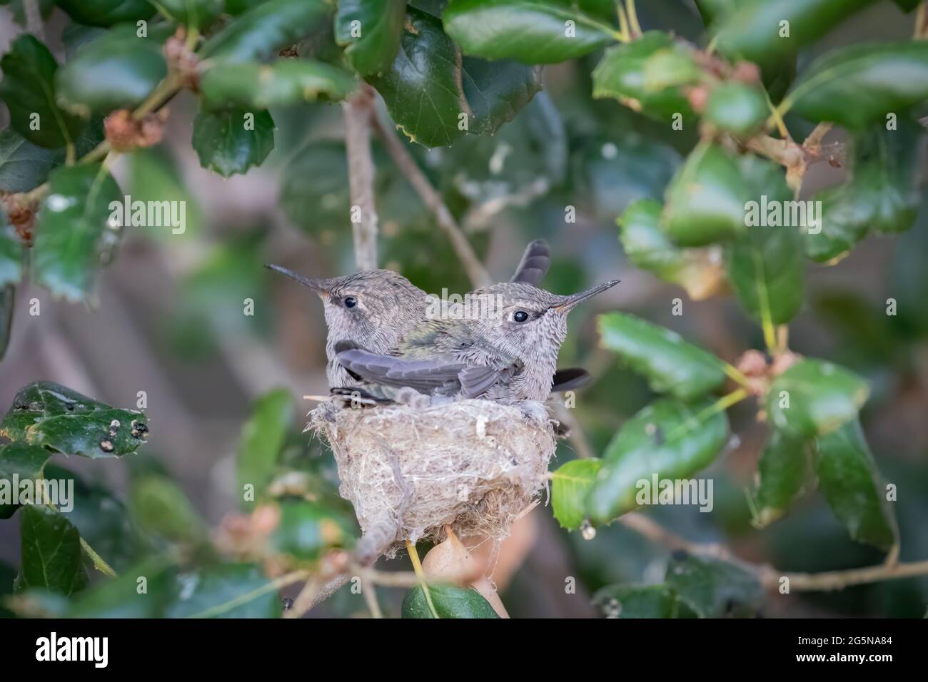 Hummingbird babies nest hi-res stock photography and images - Alamy