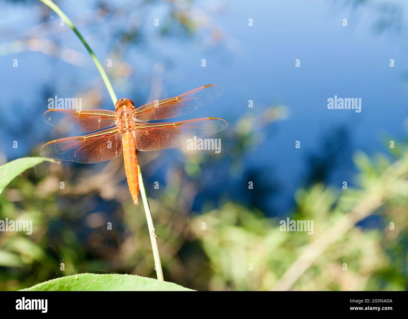 Eldorado nature center hi-res stock photography and images - Alamy