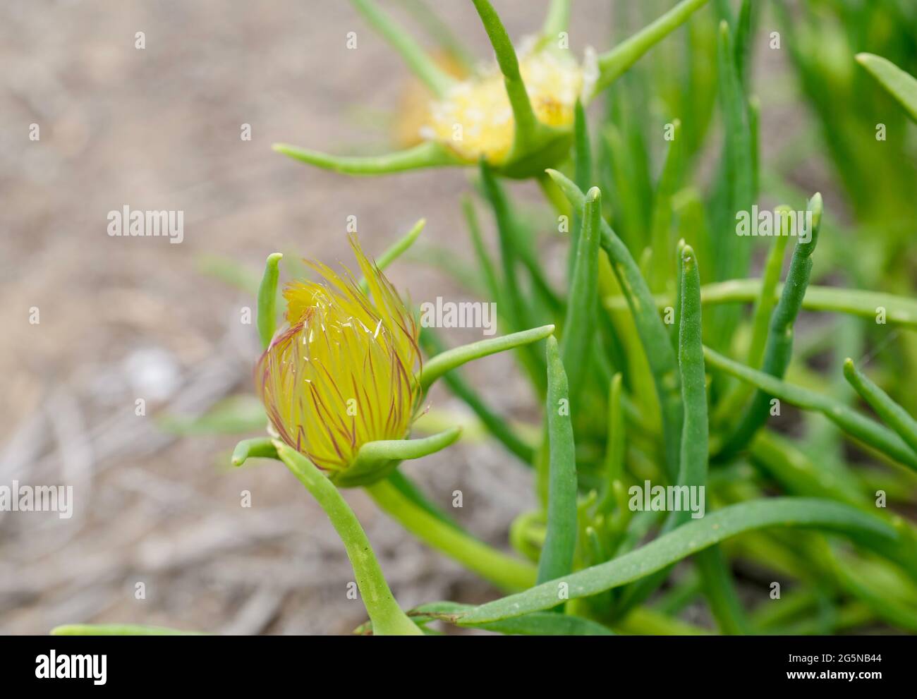 flowers in sand dune Stock Photo - Alamy