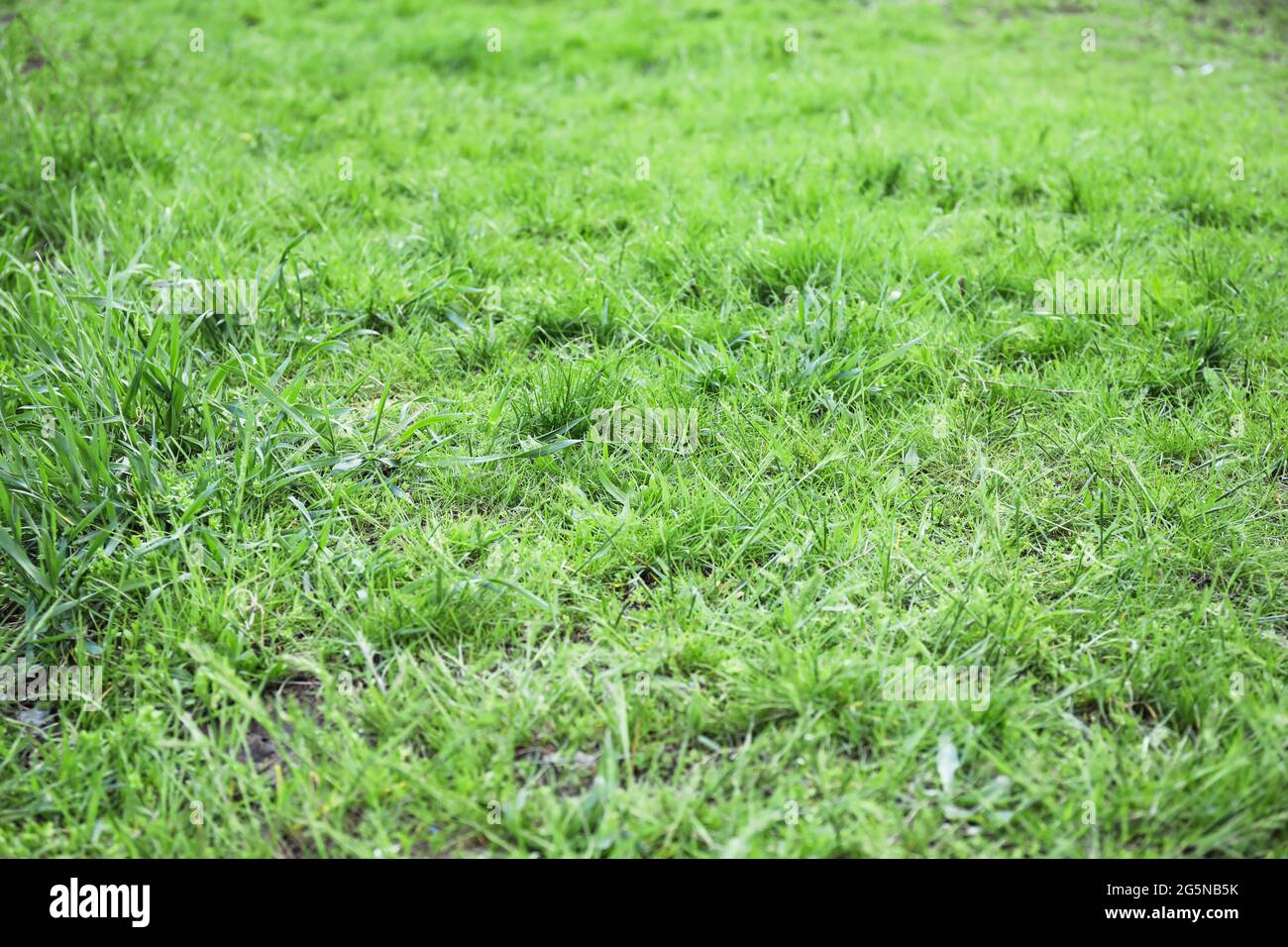 Green grass bio lawn pattern hi-res stock photography and images - Alamy