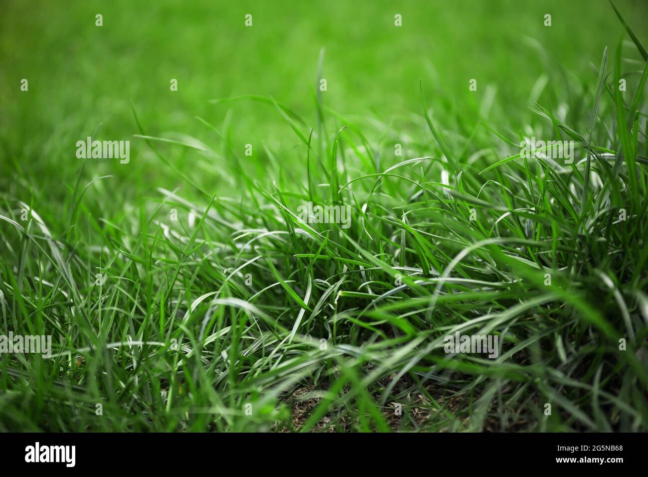 Green grass bio lawn pattern hi-res stock photography and images - Alamy