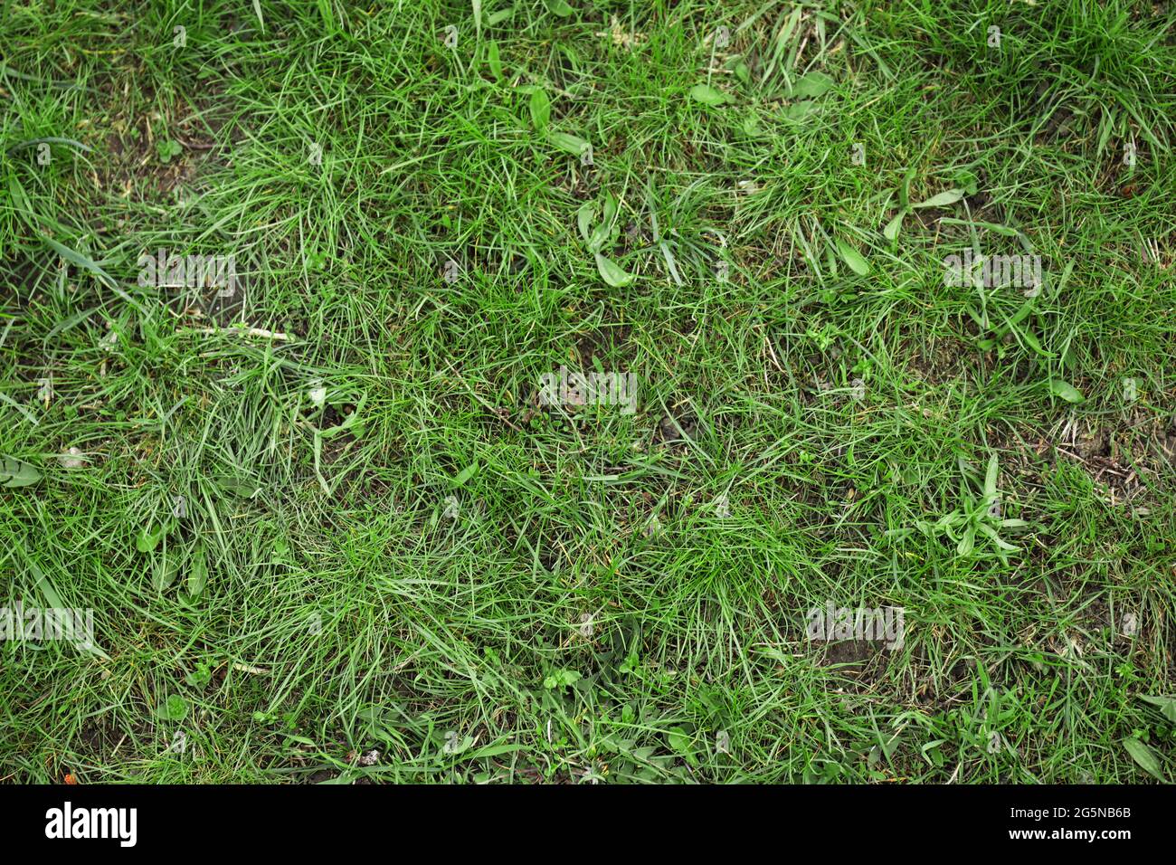 Green grass bio lawn pattern hi-res stock photography and images - Alamy