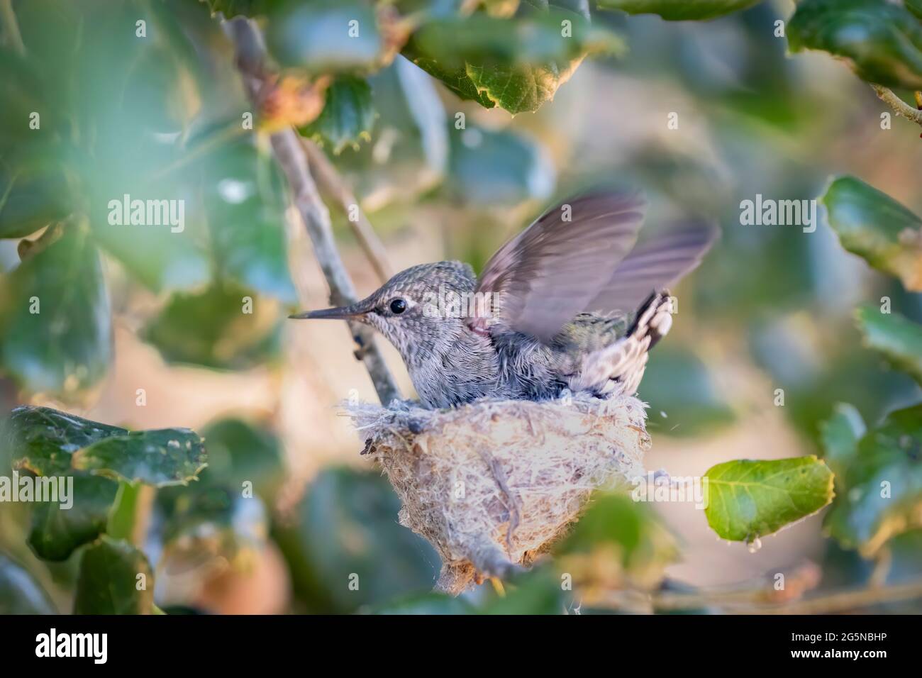 Hummingbird feeding babies hi-res stock photography and images - Alamy