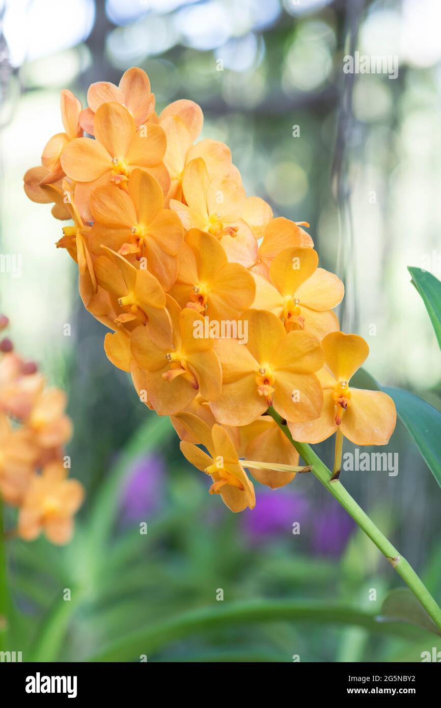 Beautiful orchids flower in garden at Chaingmai Stock Photo - Alamy