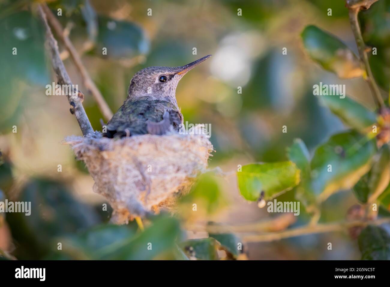 Hummingbird feeding babies hi-res stock photography and images - Alamy