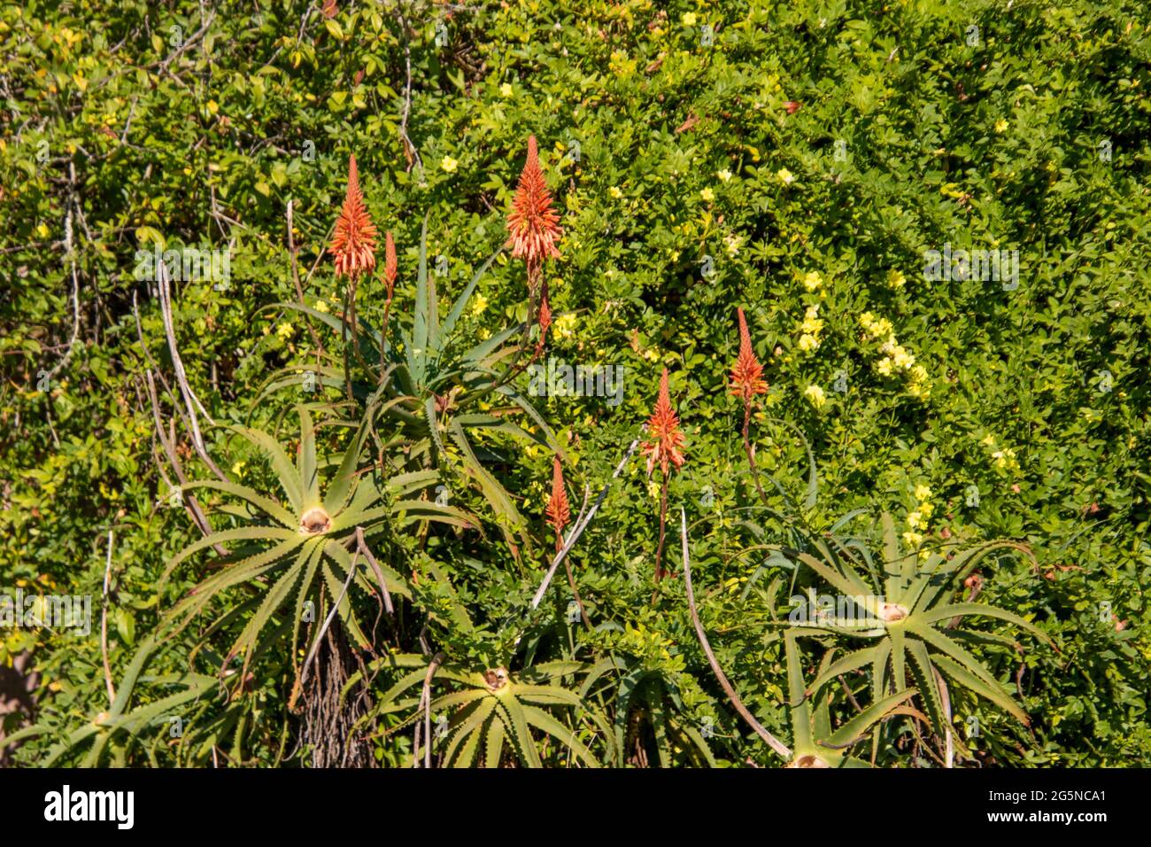 Full framed natural colors image for background use Stock Photo - Alamy