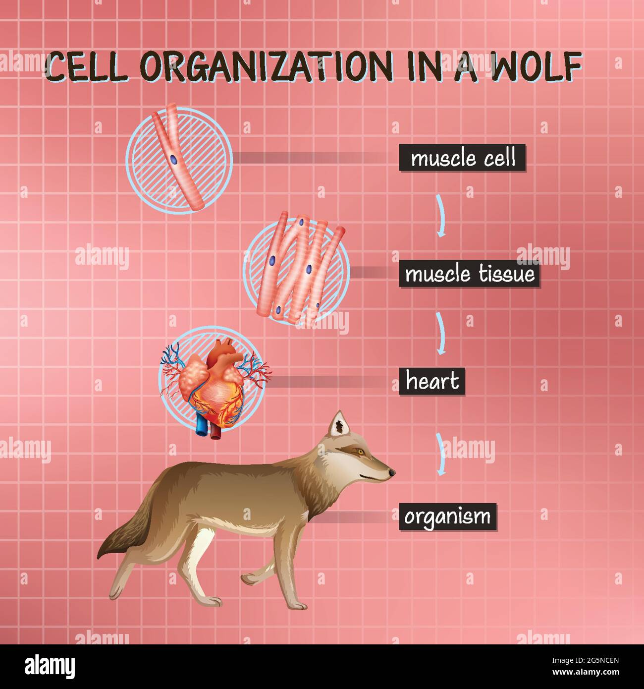Wolf Diagram